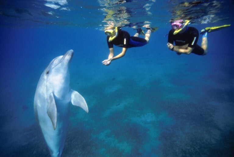 WWF Warns Rising Marine Threats Are Endangering Pacific Ocean Ecosystems