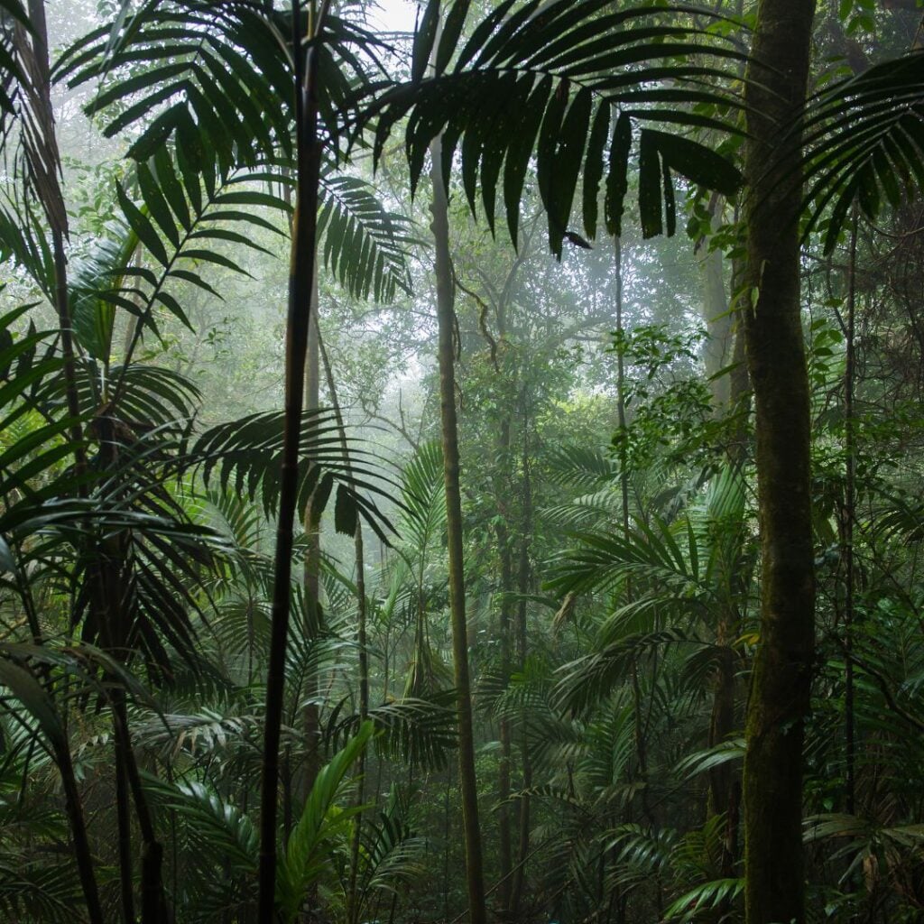 Countries and Experts Join Forces to Protect Forests from Invasive ...